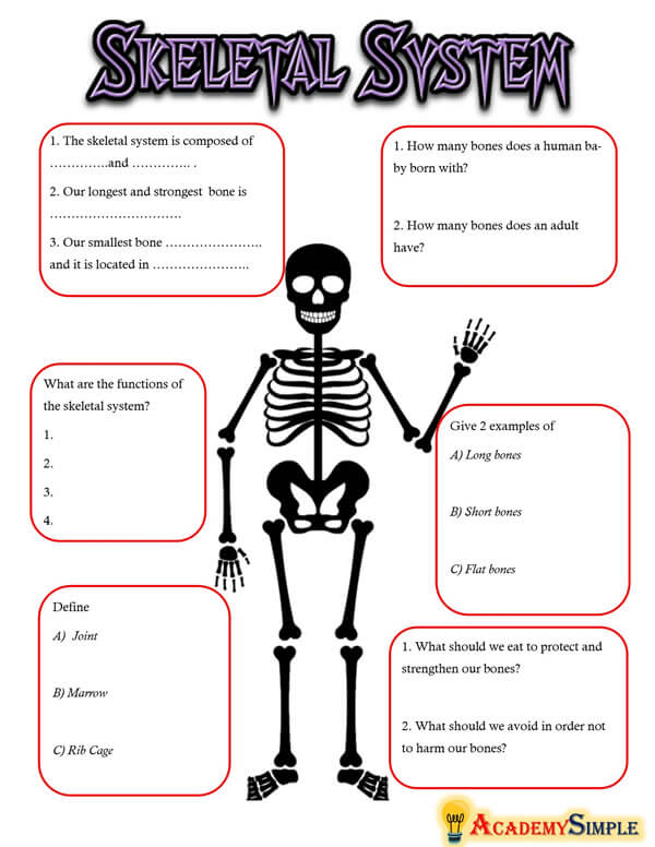 Skeletal System Worksheet Grade 5 Worksheets For Kindergarten