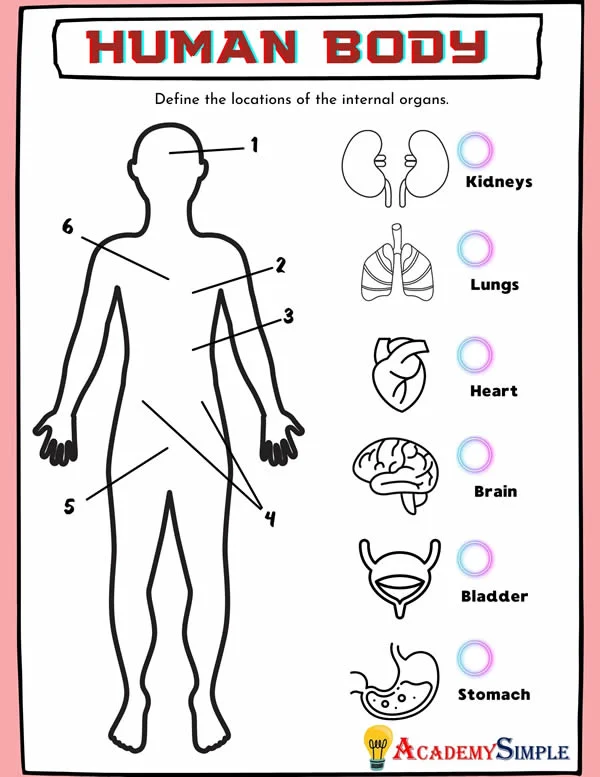 Internal Body Parts For Kids Kids Body Parts Icons Photos, Images And