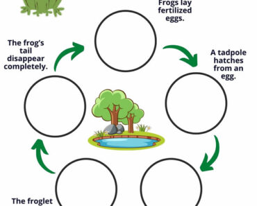life cycle of frogs Archives - Academy Simple